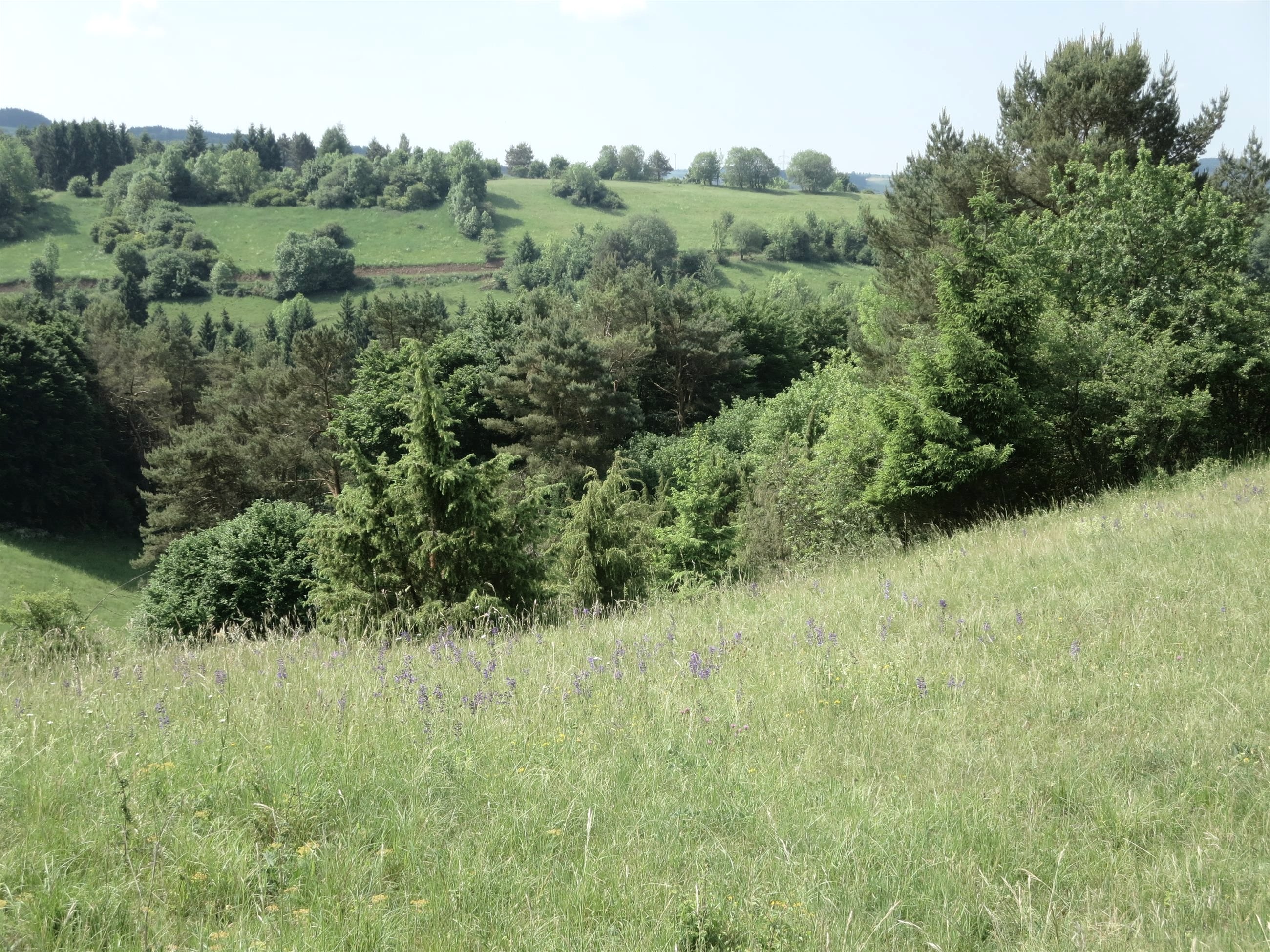 Konditorei-Café Wallerius